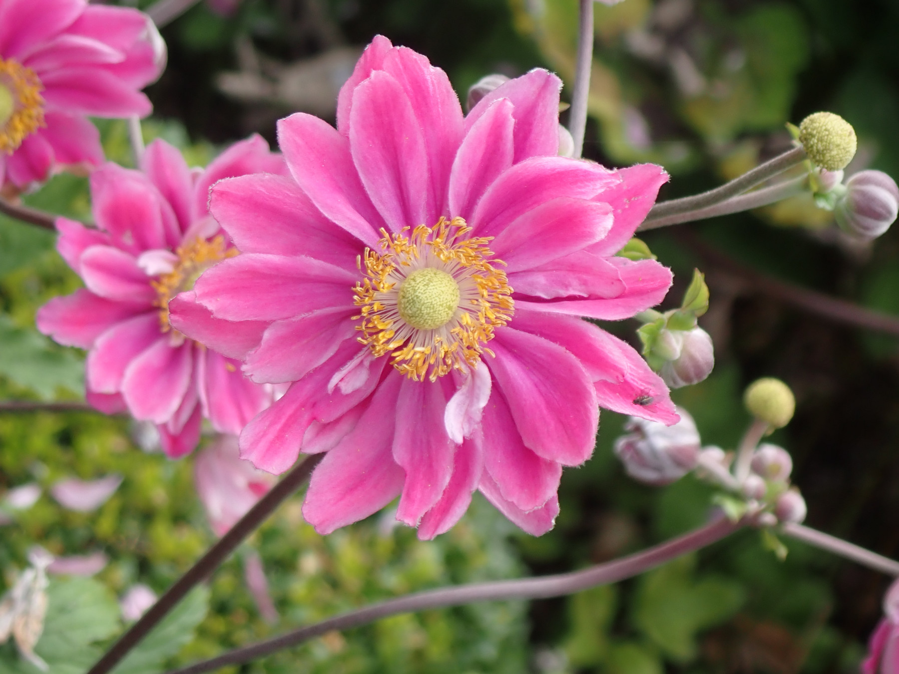 Earth, Wind and Fire – all in one year! - by Val Bourne