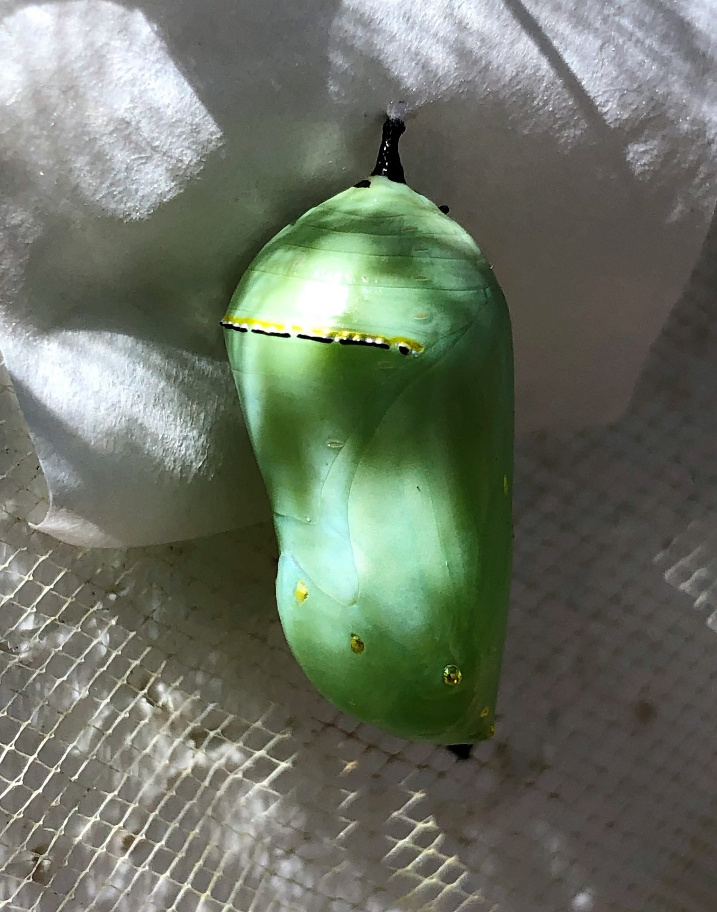 Support Butterflies in Autumn – Your Greenhouse Can Help - by Mary-Kate ...