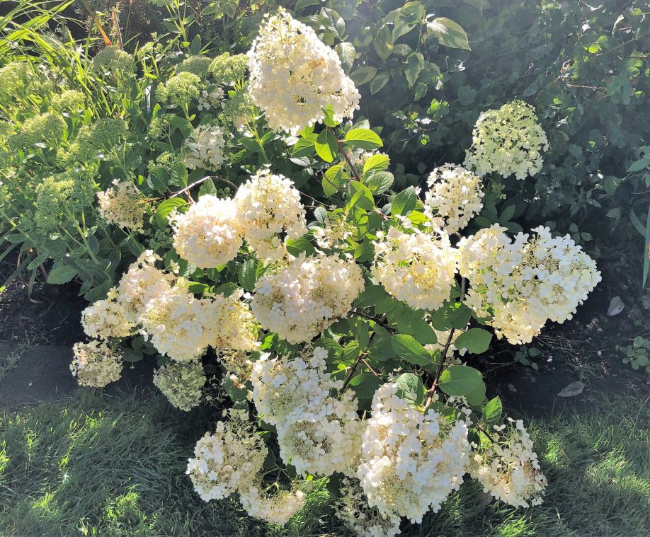 Support Butterflies in Autumn – Your Greenhouse Can Help - by Mary-Kate ...