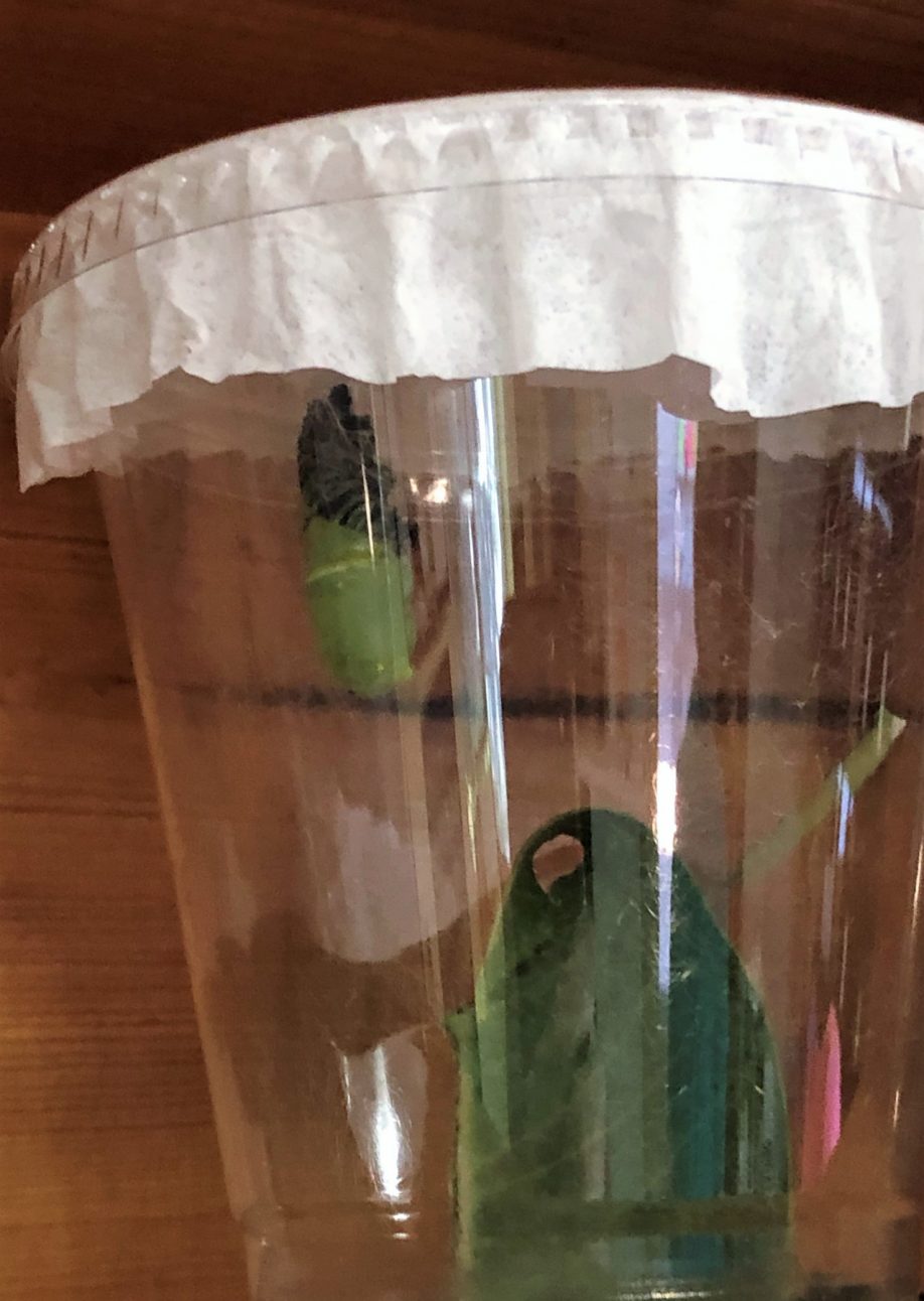 Support Butterflies in Autumn – Your Greenhouse Can Help - by Mary-Kate ...