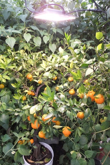 Light and heat - by Bob Flowerdew