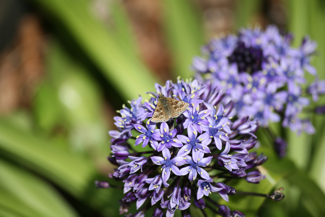 Limbo Land - by Val Bourne