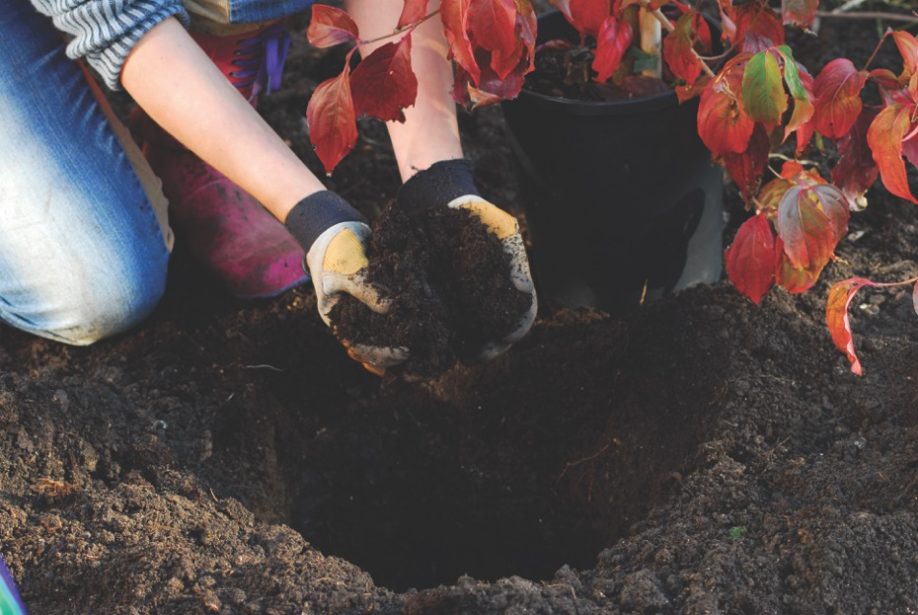 Power Gardening for the planet - by Jean Vernon
