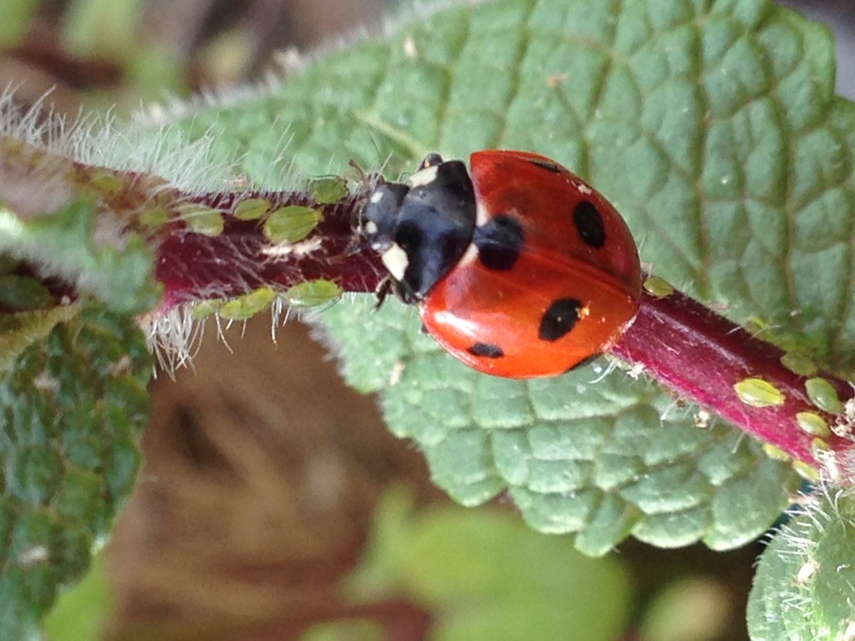 Power Gardening for the planet - by Jean Vernon