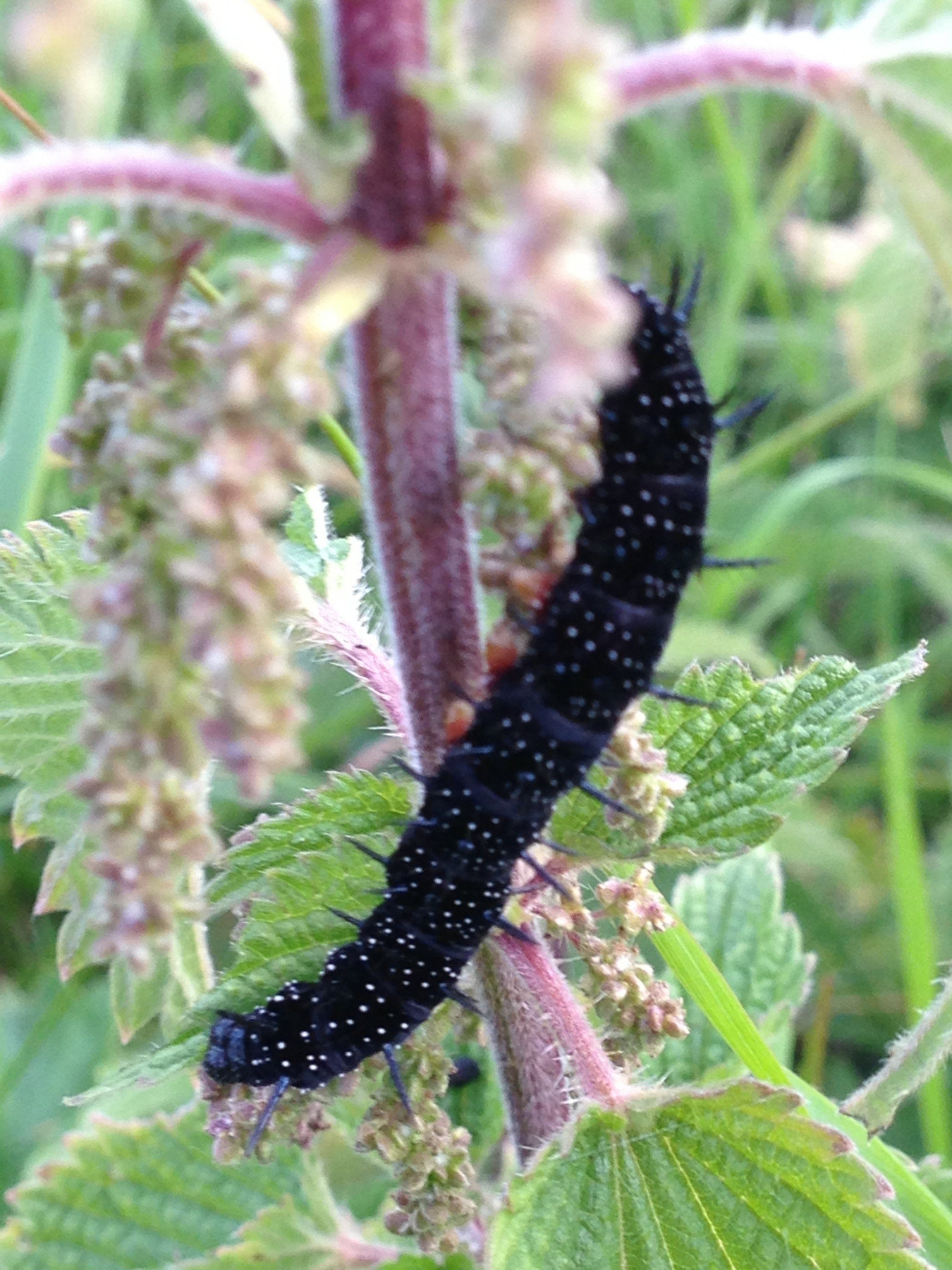 It’s time to dump the toxins - by Jean Vernon