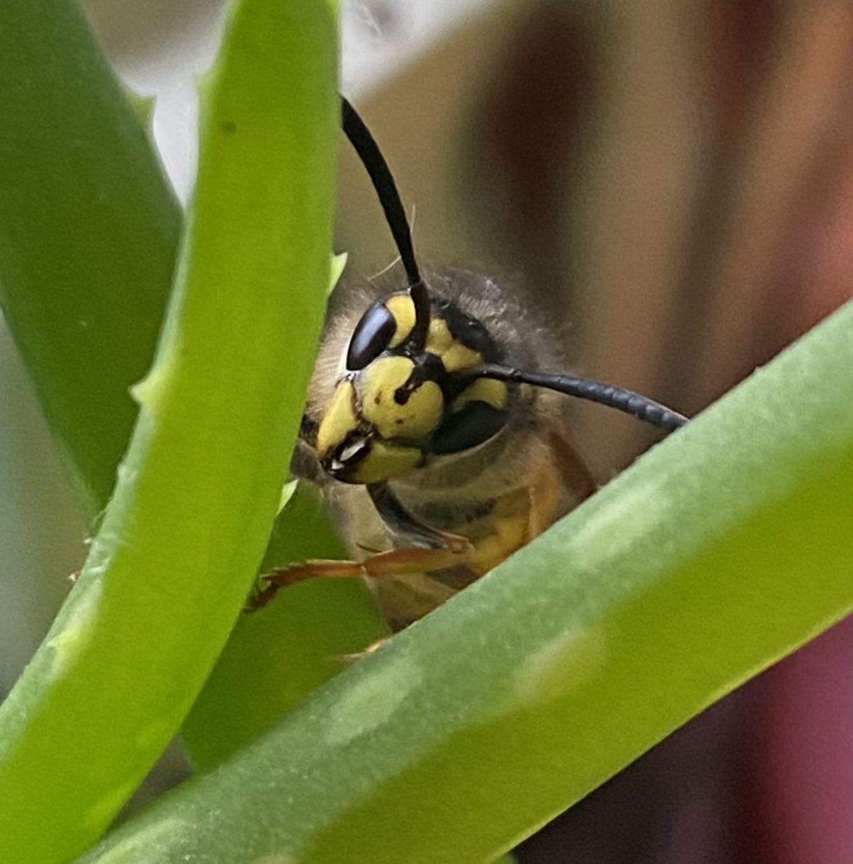 It’s time to dump the toxins - by Jean Vernon