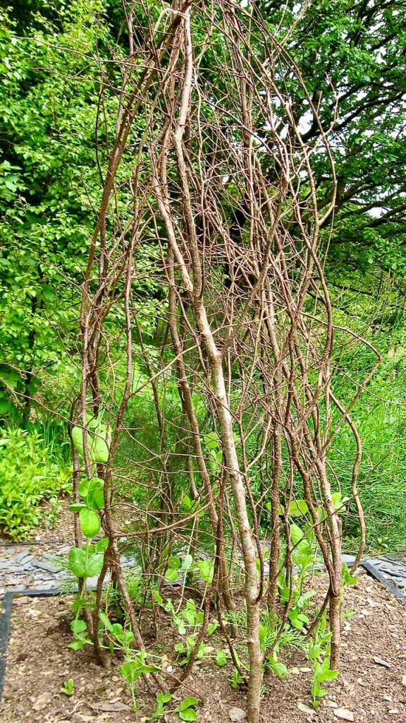 All hail hazel - by John Walker