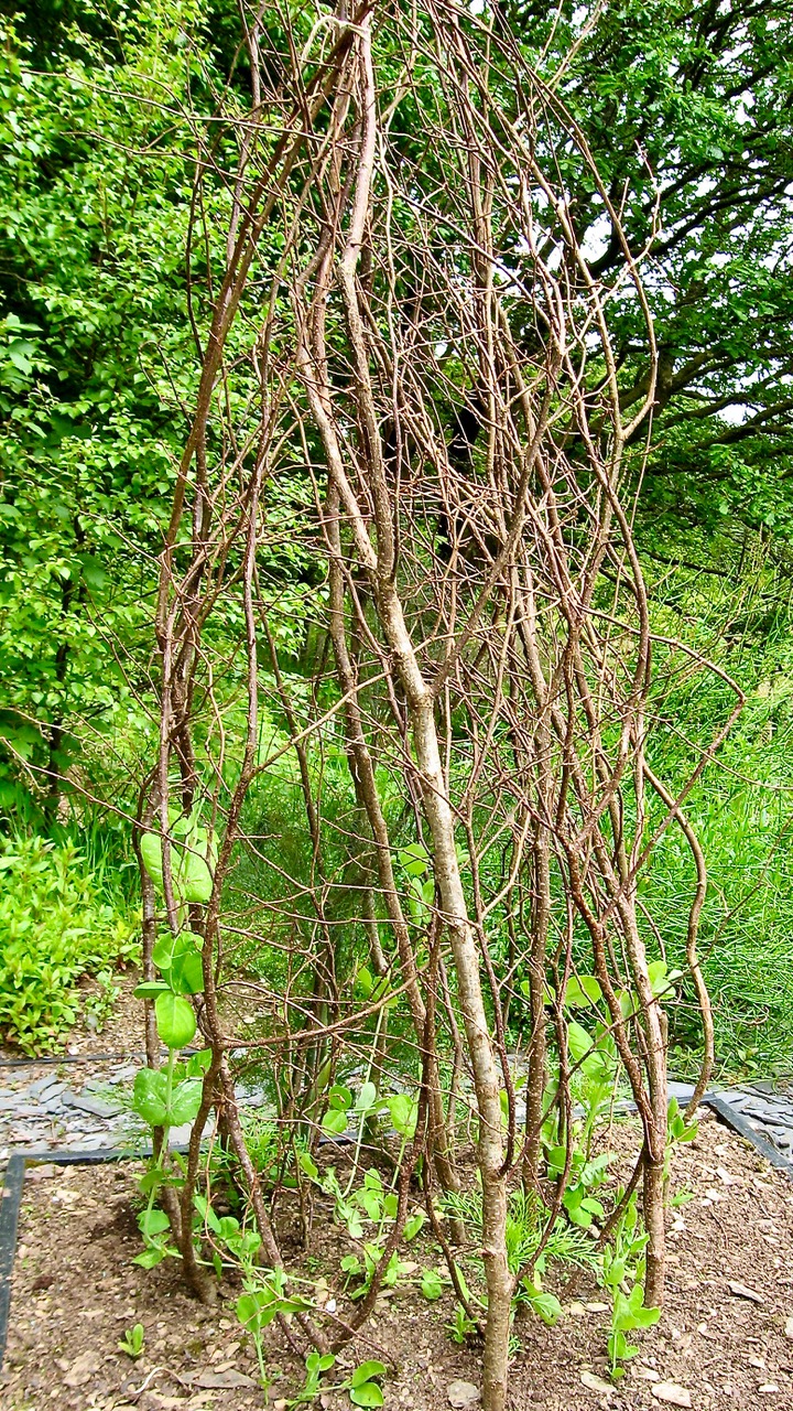 All hail hazel - by John Walker