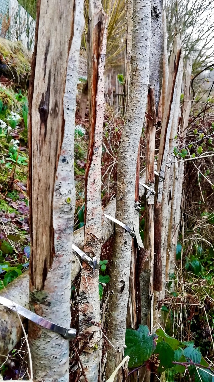 All hail hazel - by John Walker