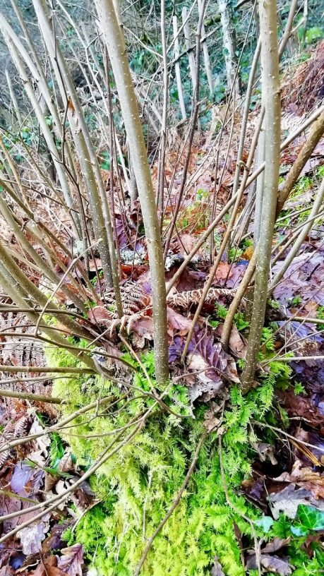 All hail hazel - by John Walker