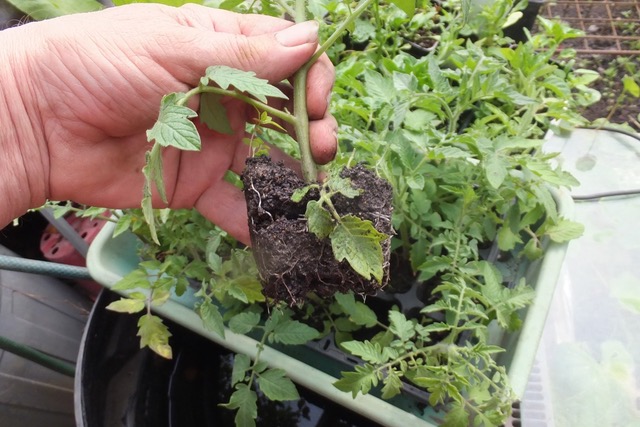 Grow more with less - by Bob Flowerdew