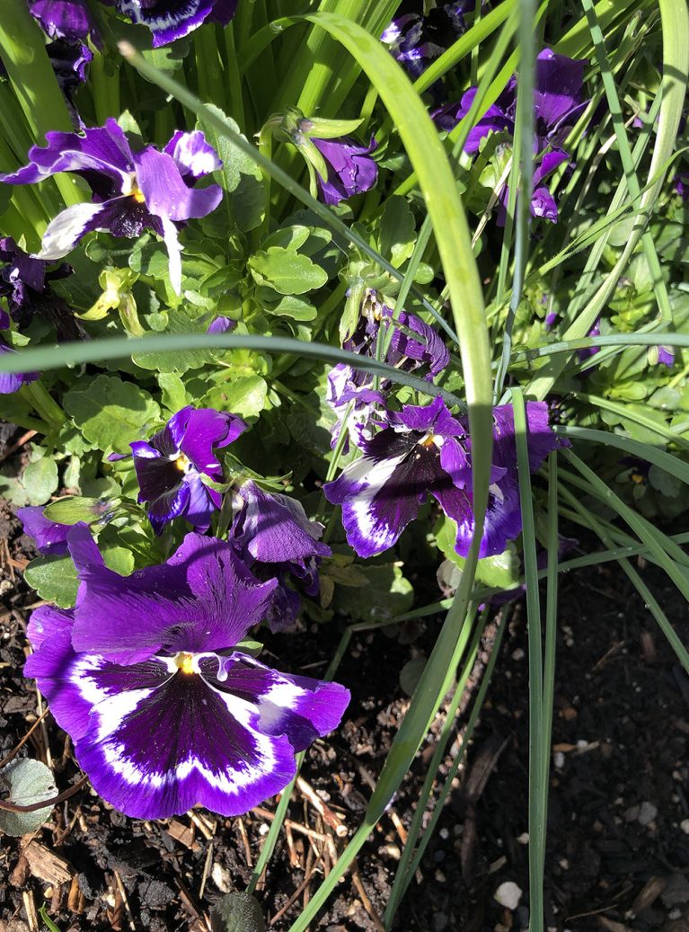 Why Didn’t My Seeds Sprout? - by Mary-Kate Mackey