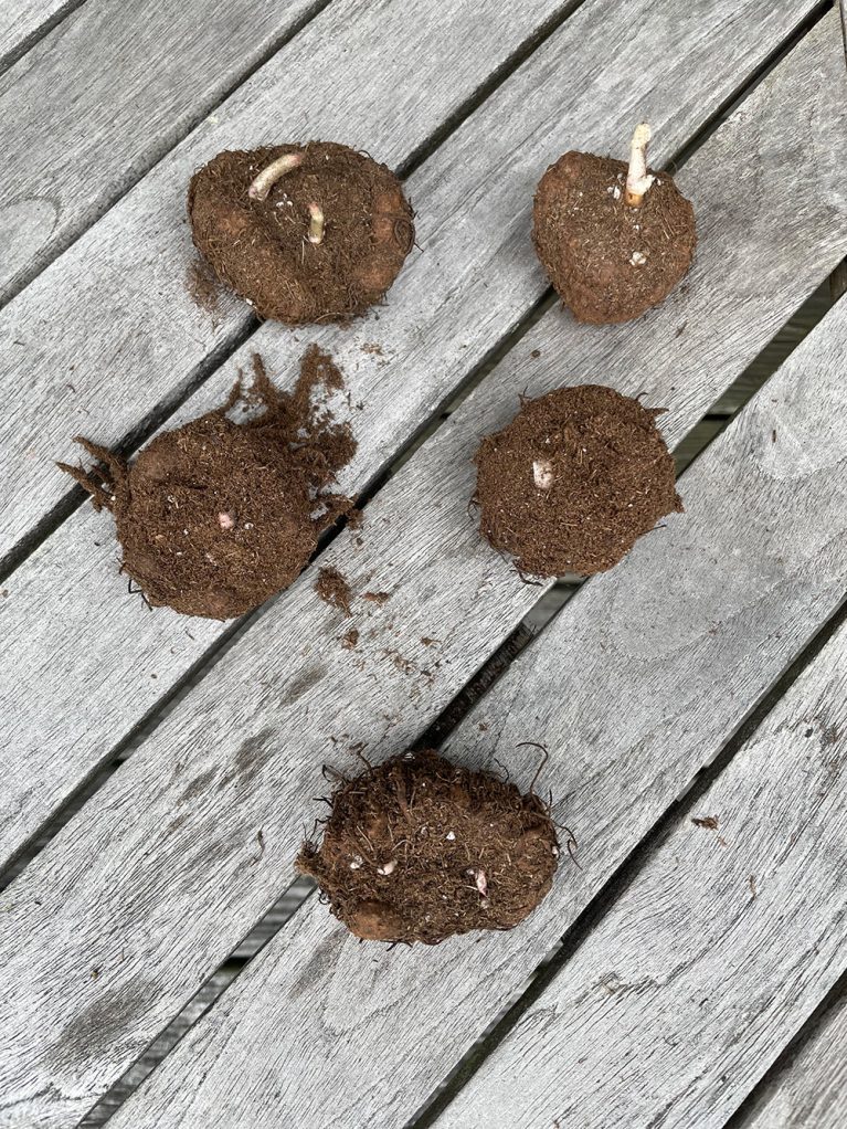 Growing Tuberous Begonias - by Roger Marshall