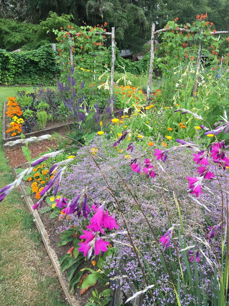 Herbs to Start in the Greenhouse - by Mary-Kate Mackey