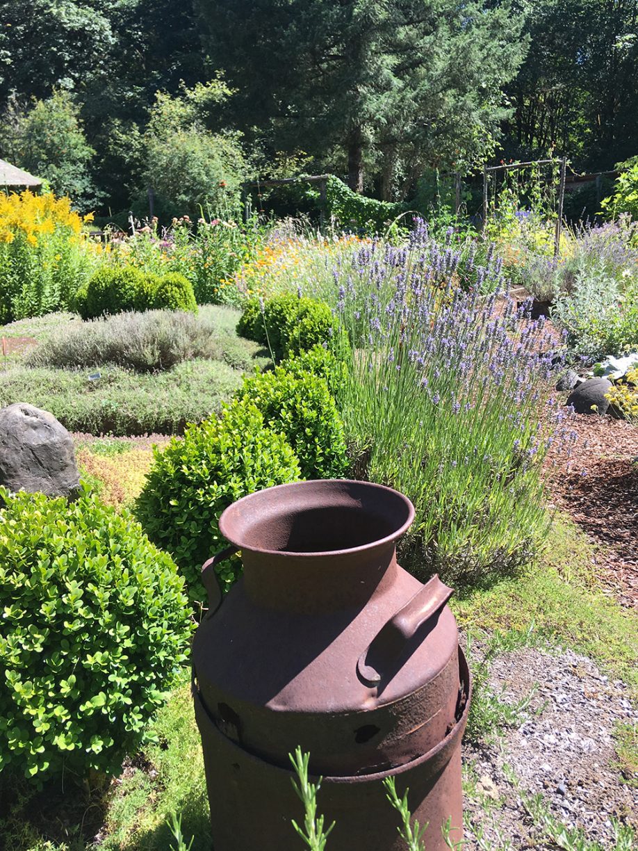 Herbs to Start in the Greenhouse - by Mary-Kate Mackey