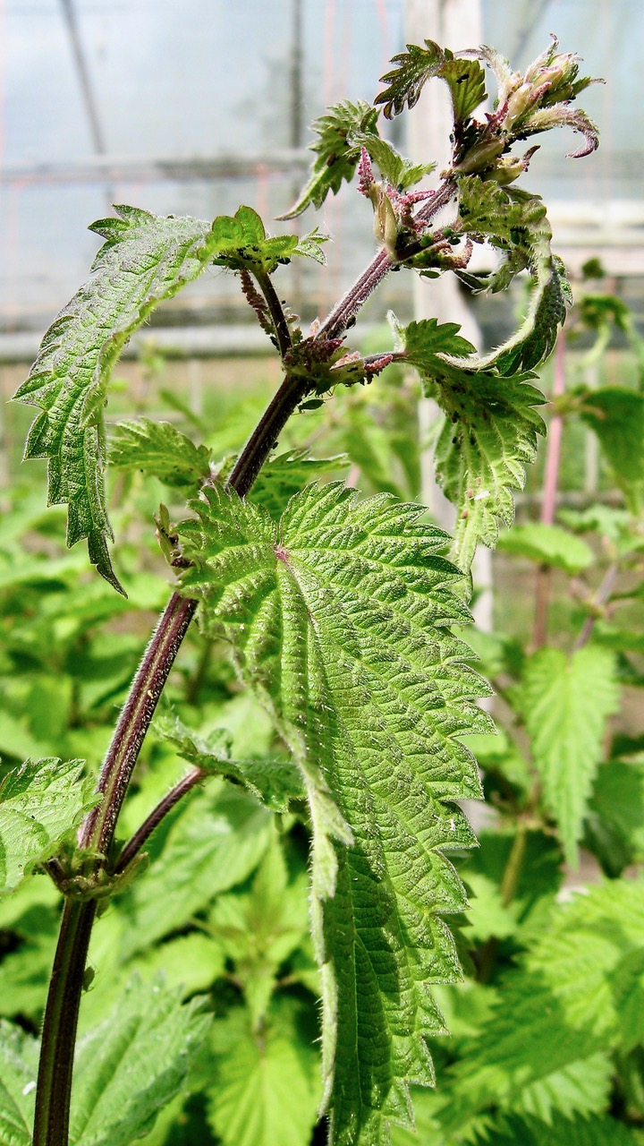 Grasp the nettle - by John Walker