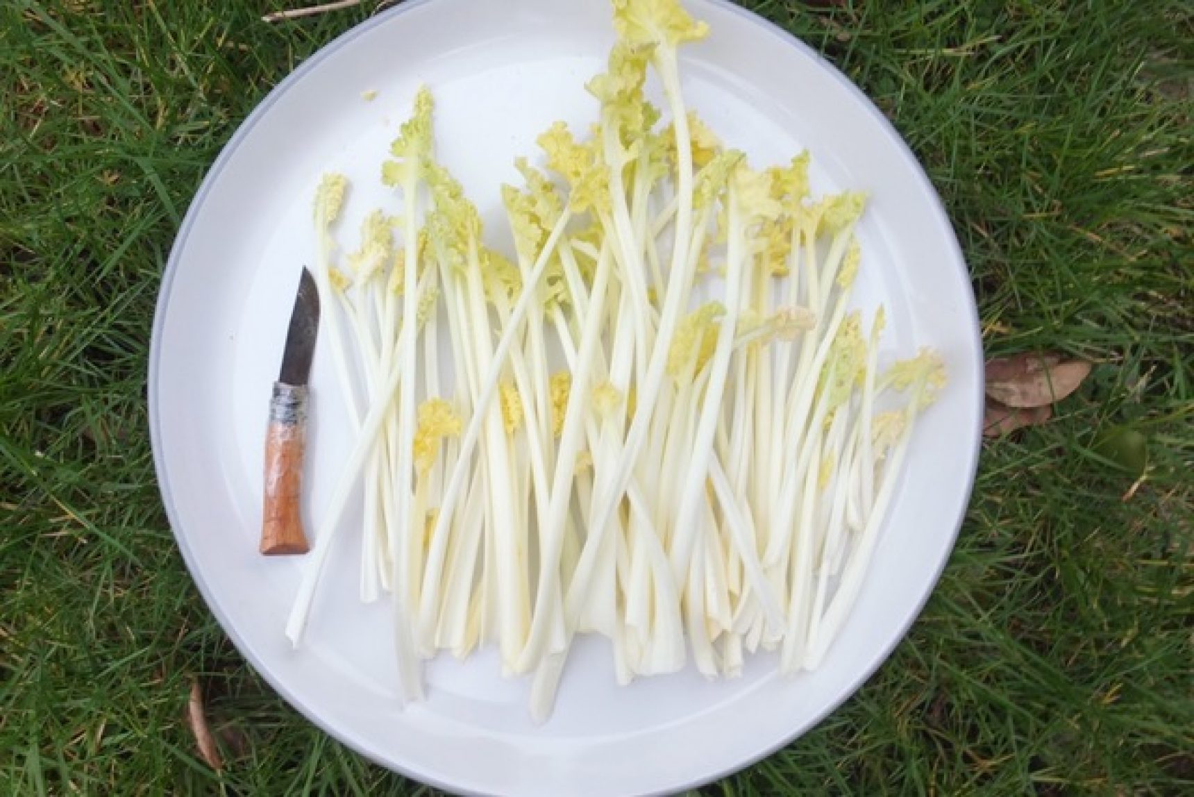 Sea Kale - by Bob Flowerdew