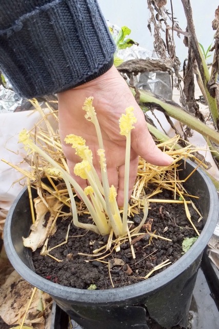 Sea Kale - by Bob Flowerdew