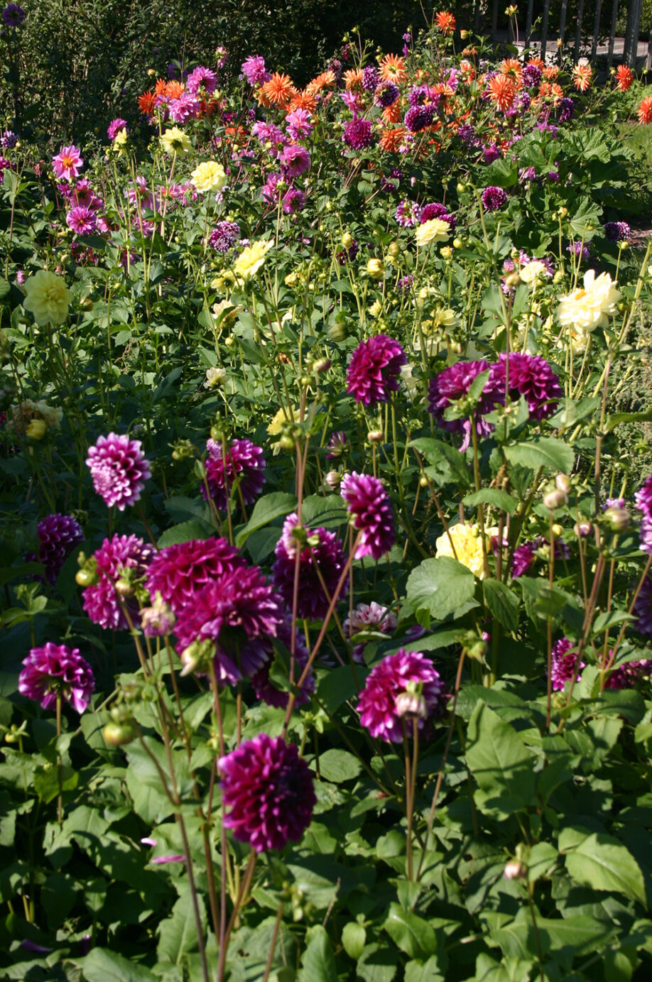 Starting Dahlias in Your Greenhouse - by Roger Marshall