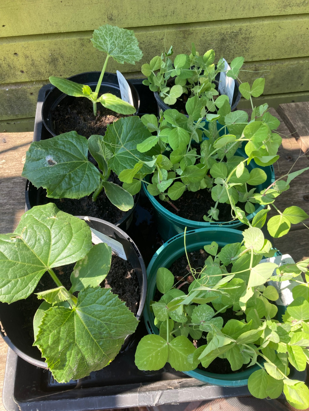 Garden centre vegetable plants - by Lia Leendertz