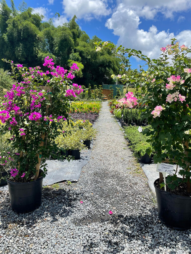 Long-Blooming Flowers – Garden Experts Offer Their Choices - by Mary-Kate Mackey