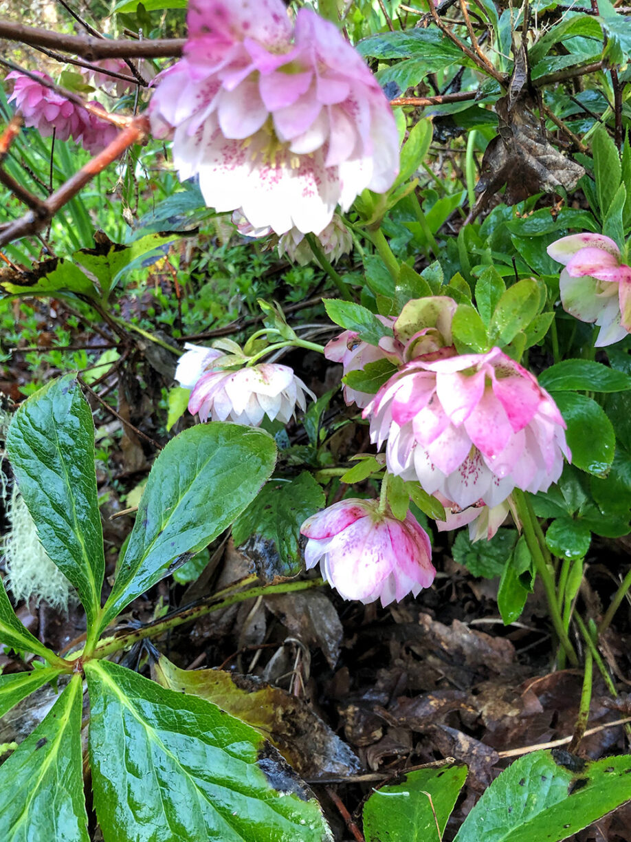 Long-Blooming Flowers – Garden Experts Offer Their Choices - by Mary ...