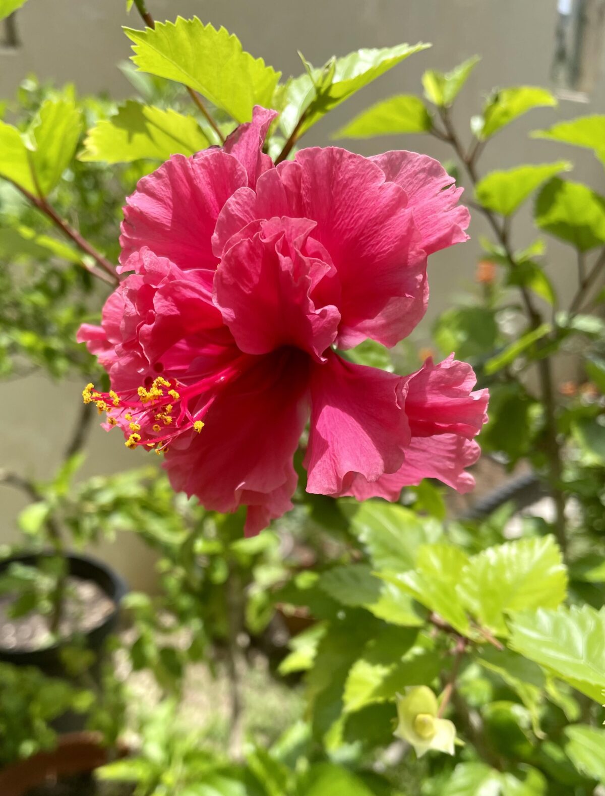 Long-Blooming Flowers – Garden Experts Offer Their Choices - by Mary ...