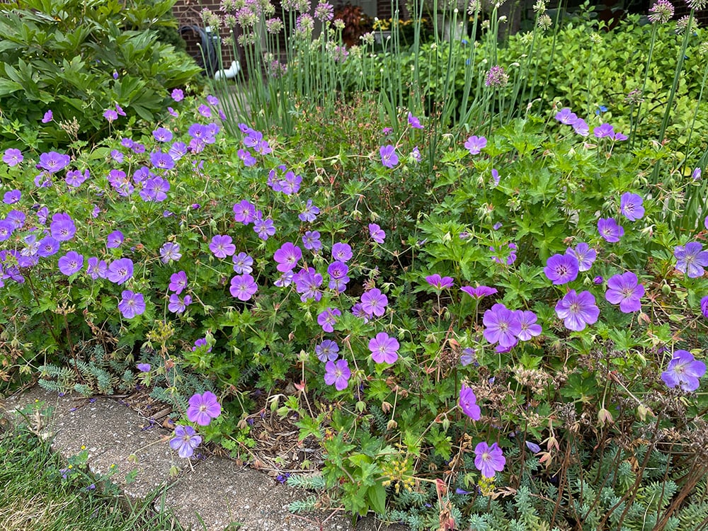 Long-Blooming Flowers – Garden Experts Offer Their Choices - by Mary ...