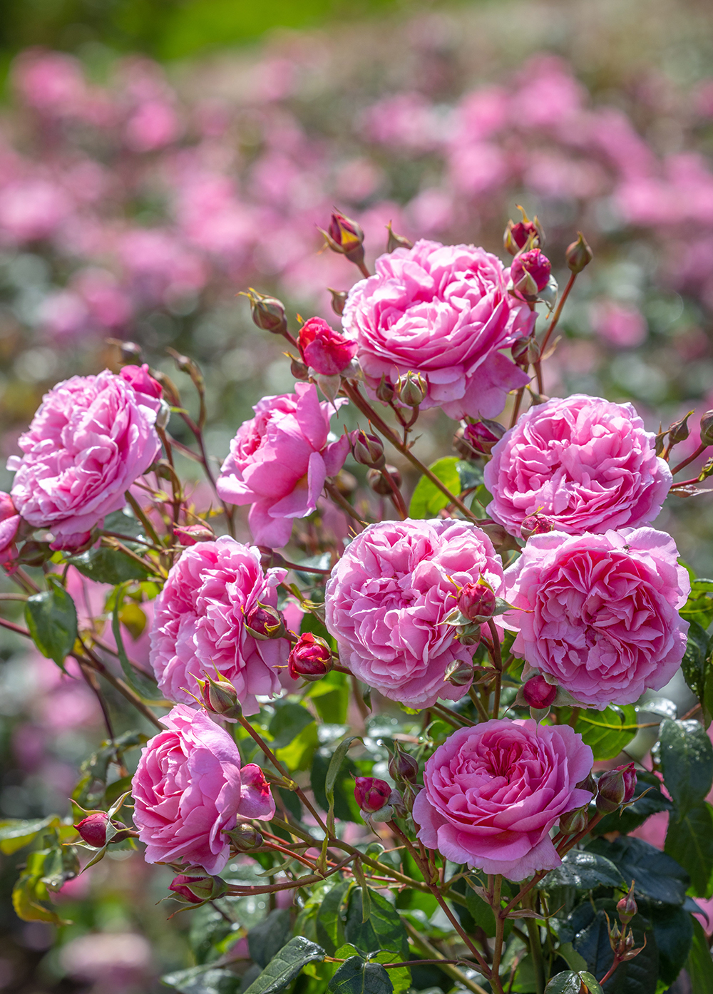 Roses Galore - by Val Bourne