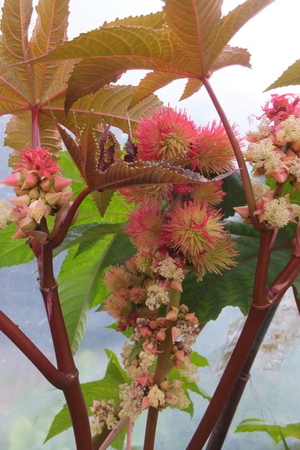 Pretty poisonous, Ricinus - by Bob Flowerdew