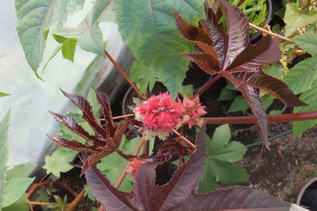 Pretty poisonous, Ricinus - by Bob Flowerdew