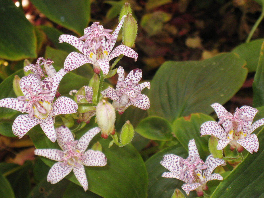 Plant and Prune Now?—Dan Robinson tells why - by Mary-Kate Mackey