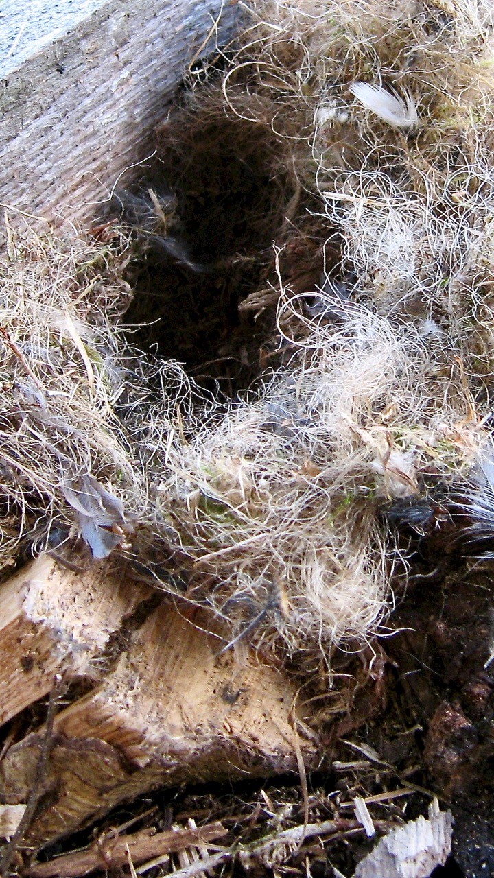 The wonder of willow - by John Walker