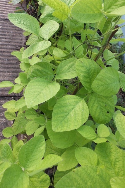 Edamame beans - by Bob Flowerdew