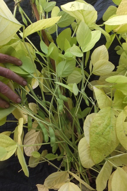Edamame beans - by Bob Flowerdew