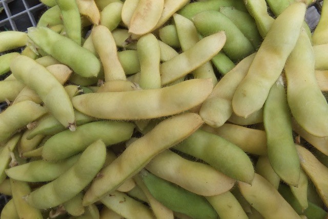 Edamame beans - by Bob Flowerdew