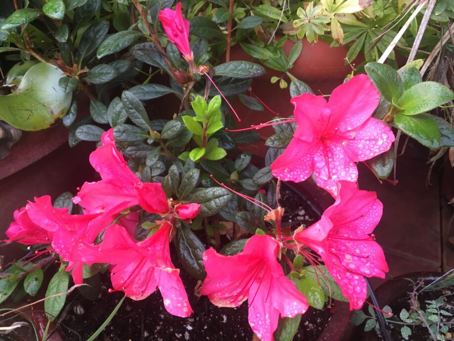 Plants Do Wheelies Between Greenhouse and Home - by Mary-Kate Mackey