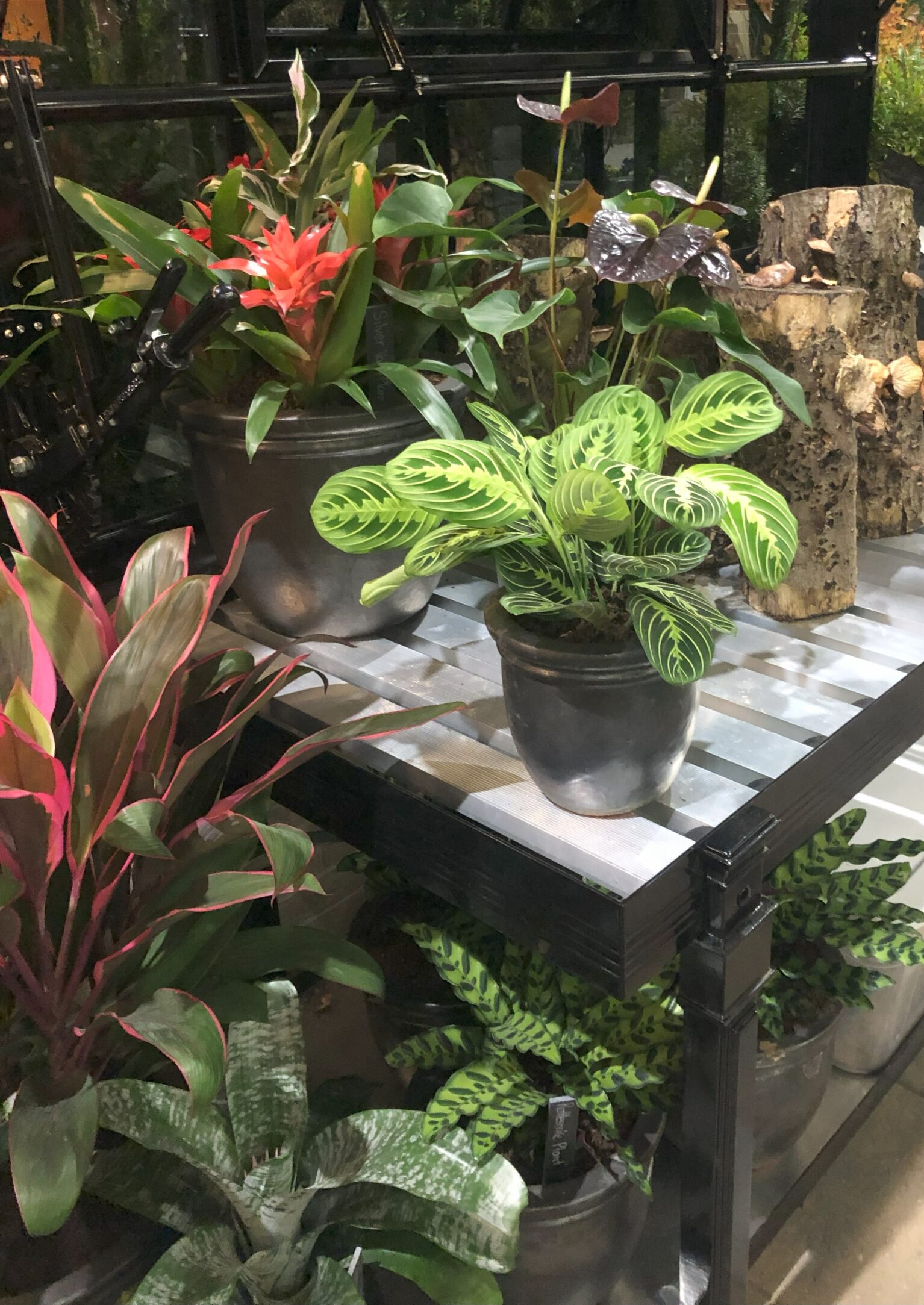 What Plants Belong in your Winter Greenhouse? - by Mary-Kate Mackey