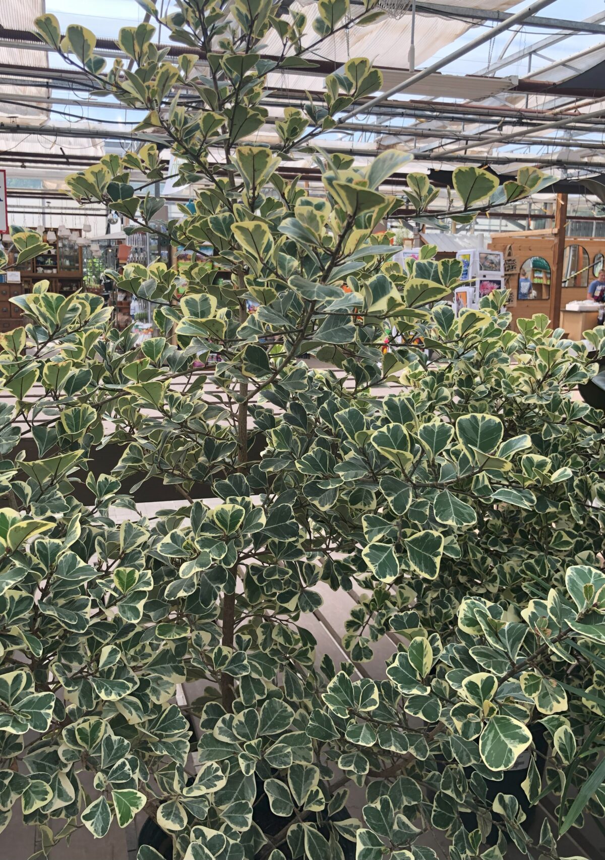 What Plants Belong in your Winter Greenhouse? - by Mary-Kate Mackey