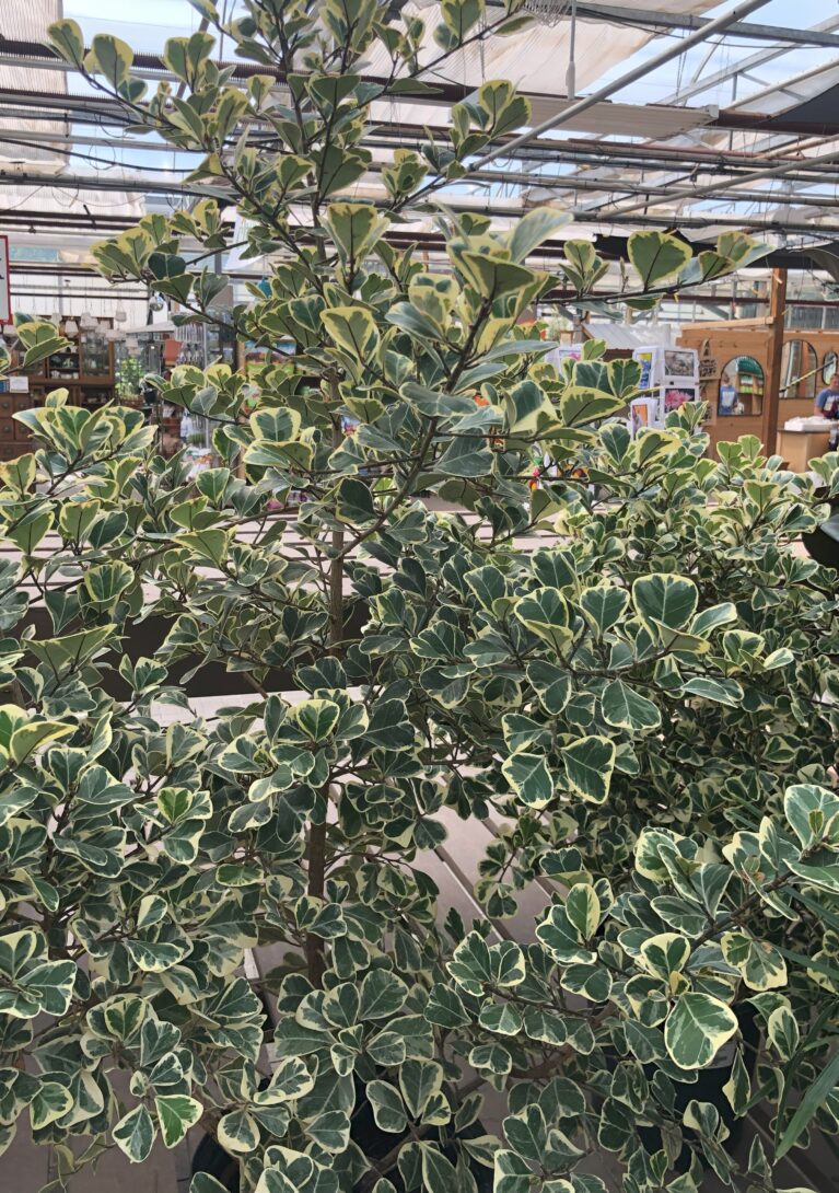 What Plants Belong in your Winter Greenhouse? - by Mary-Kate Mackey