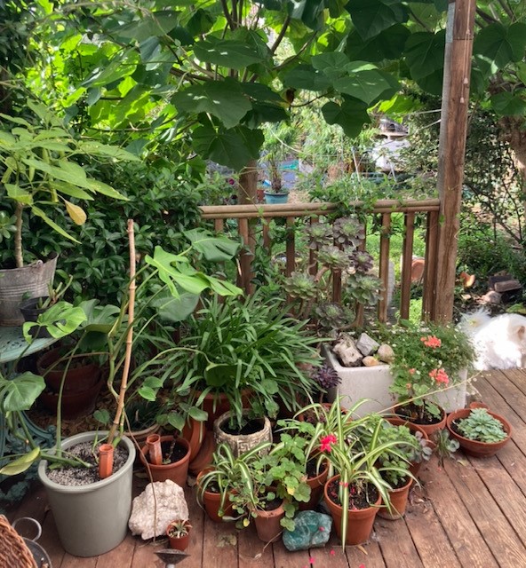 TENDER PLANTS - by Lia Leendertz