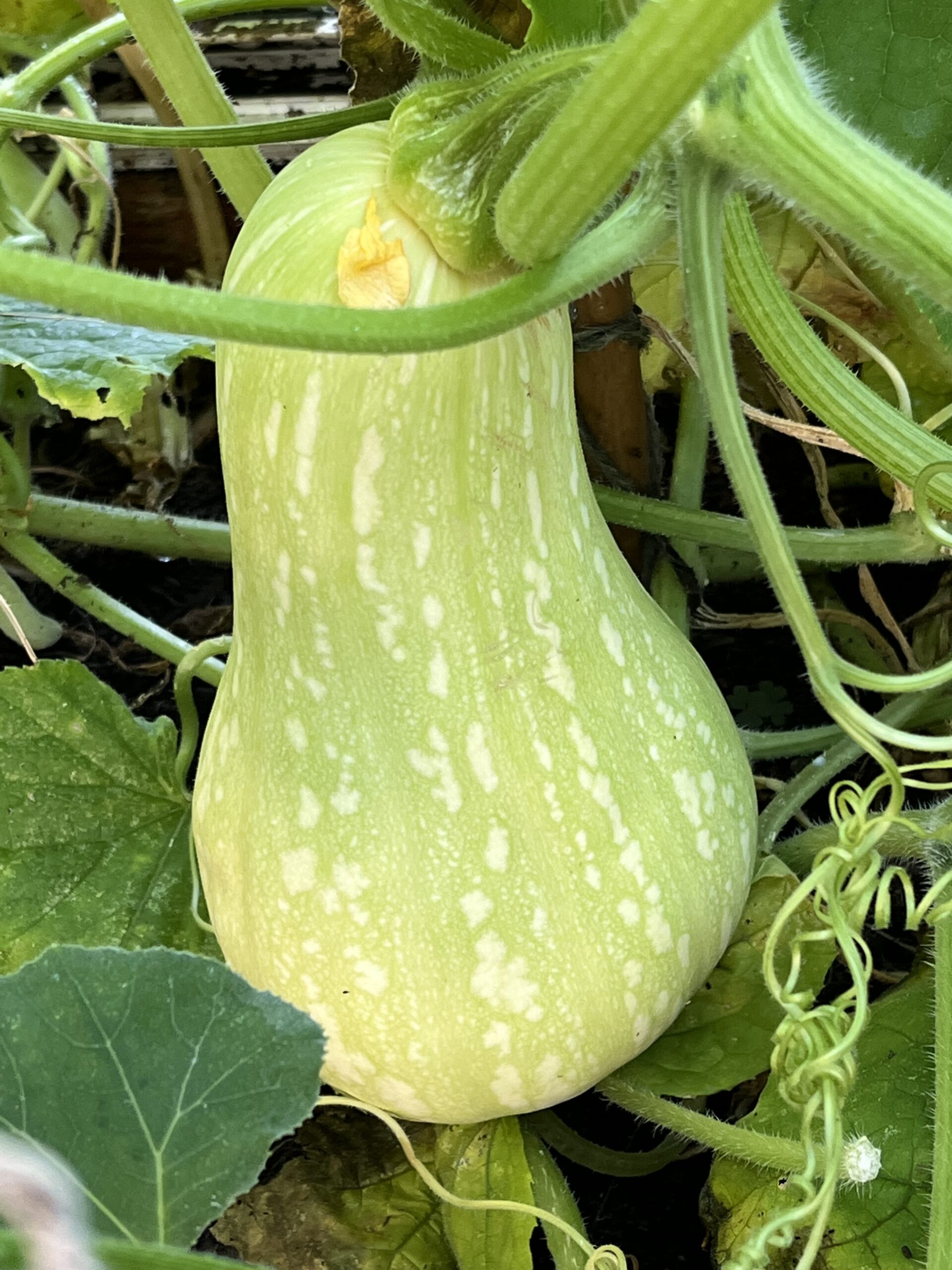 Seasonal tips for harvesting and ripening. - by Matthew Biggs