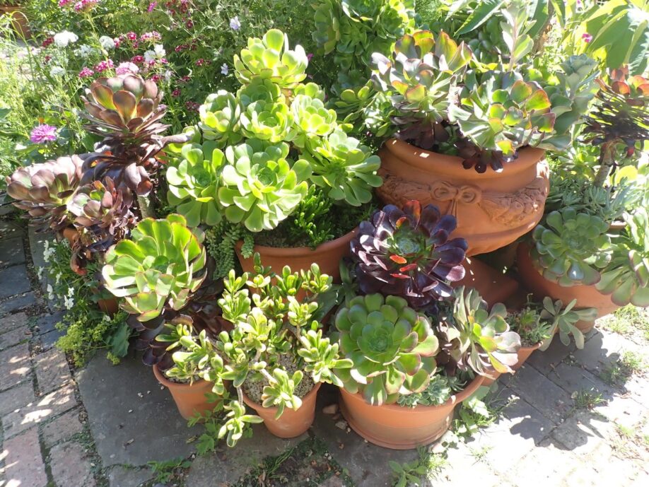 Succulents – orderly symmetry in a pot - by Val Bourne