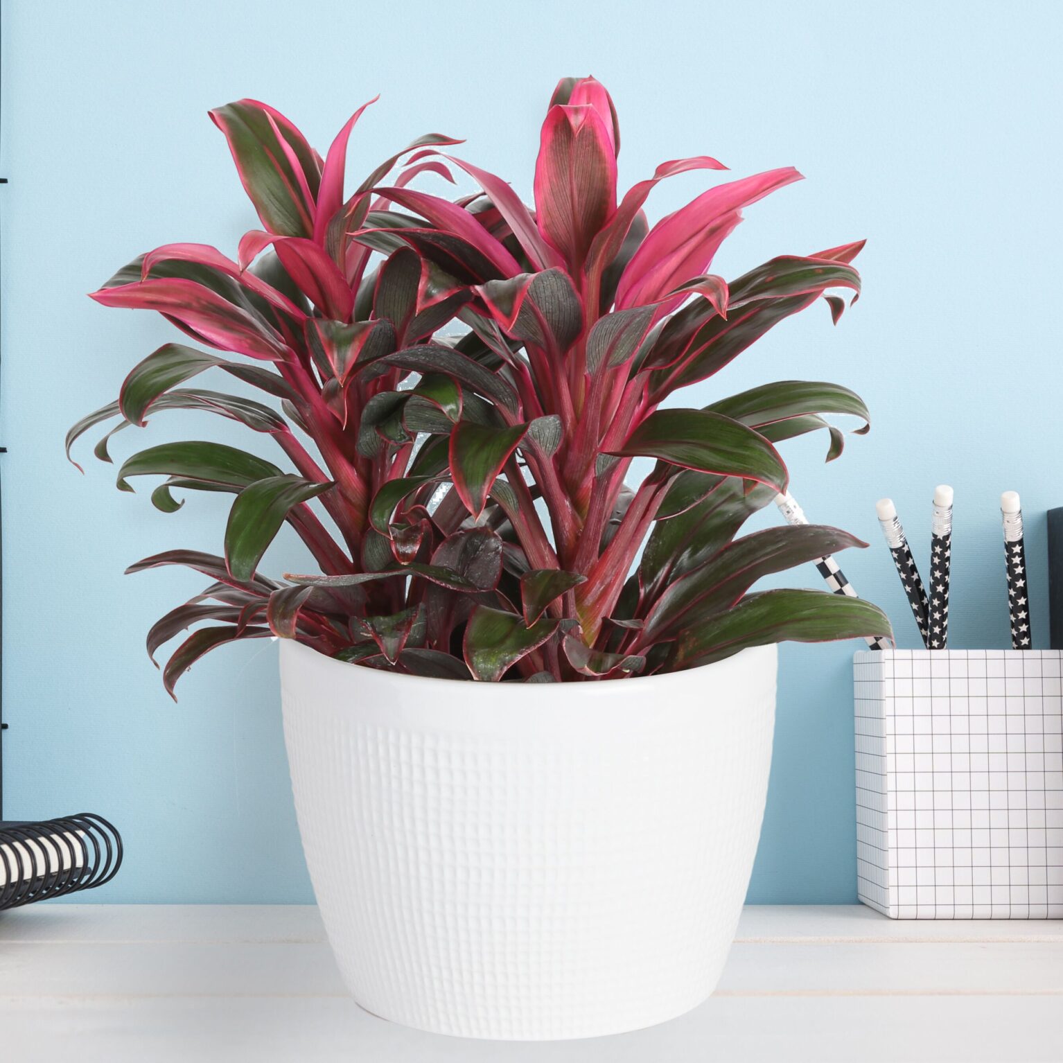 Best New Plants for the Greenhouse - by Mary-Kate Mackey