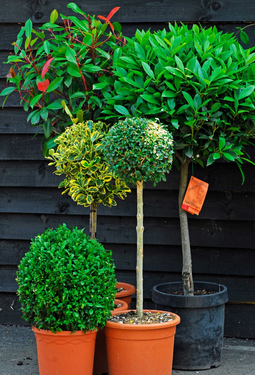 Is it time to rethink the Christmas tree? - by Jean Vernon