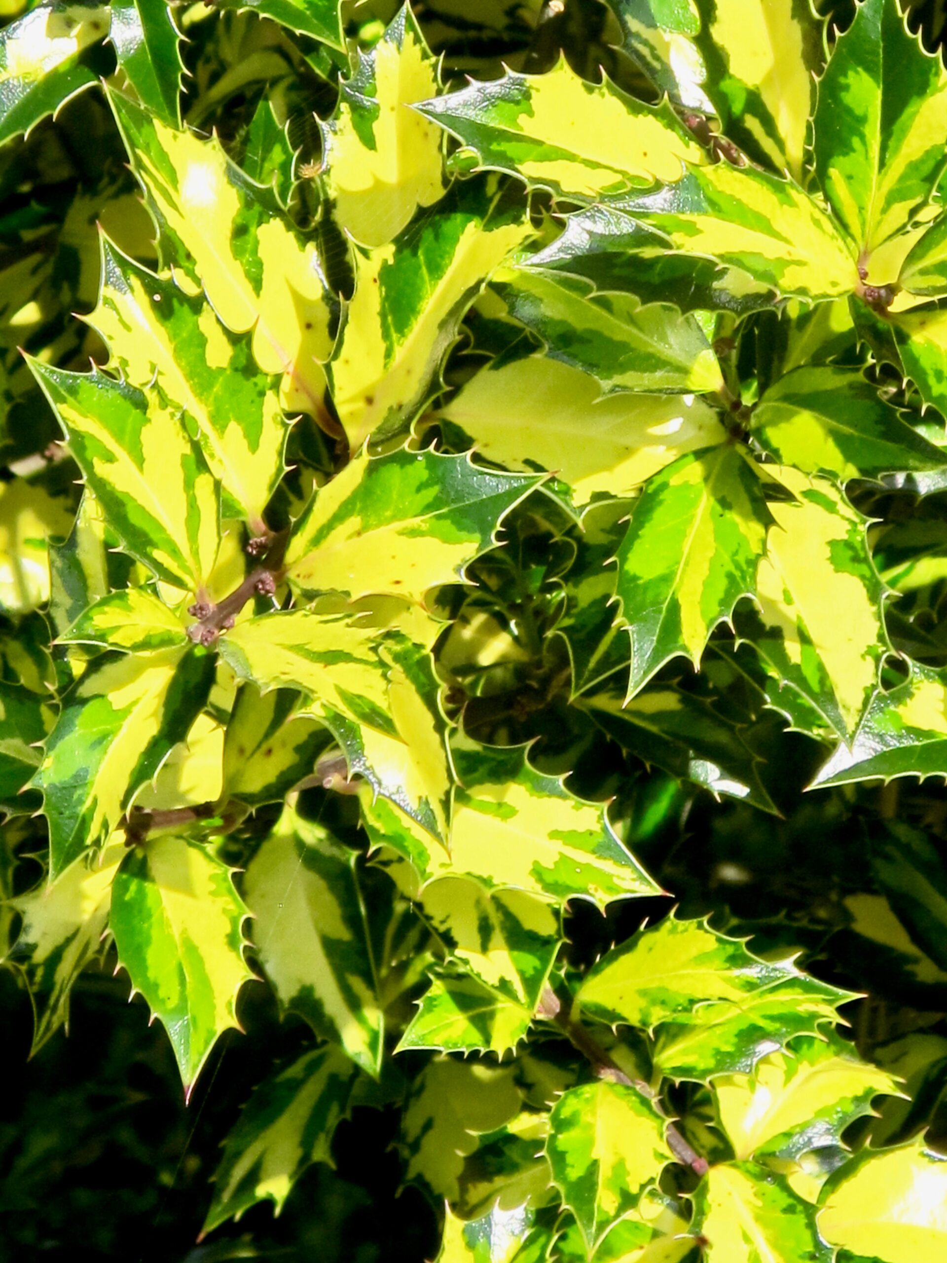 The Green Man - by Val Bourne