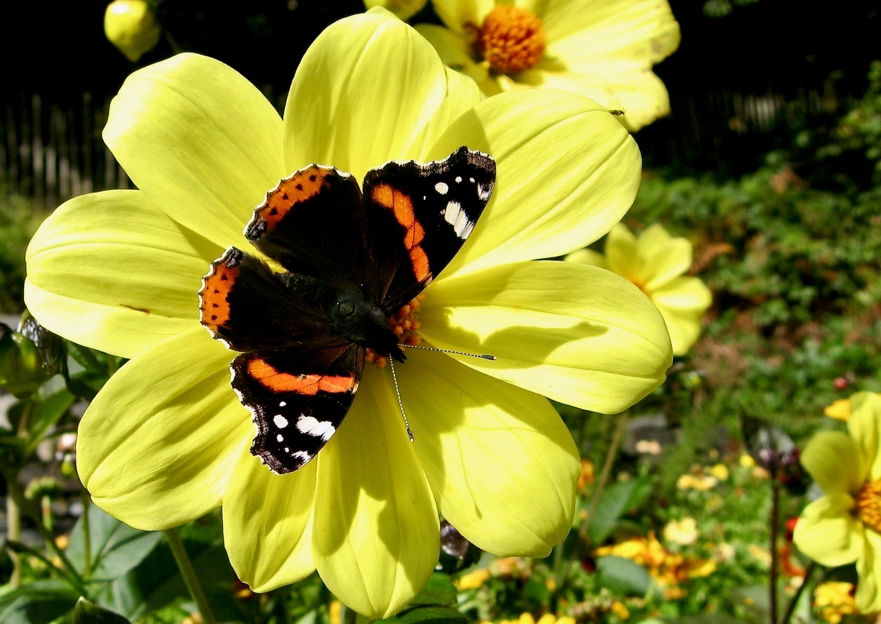 Flower power - by John Walker