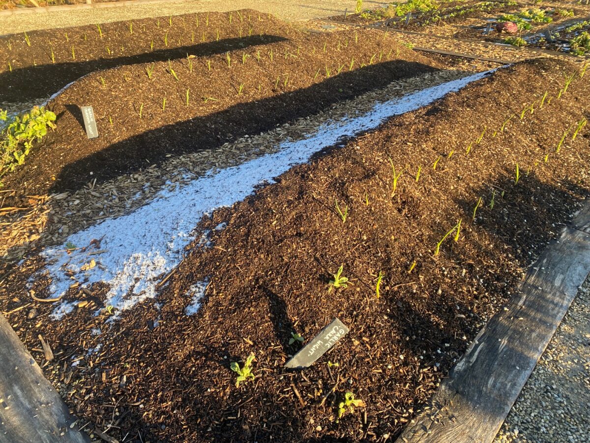 What is Hugelkultur?? - by Jean Vernon