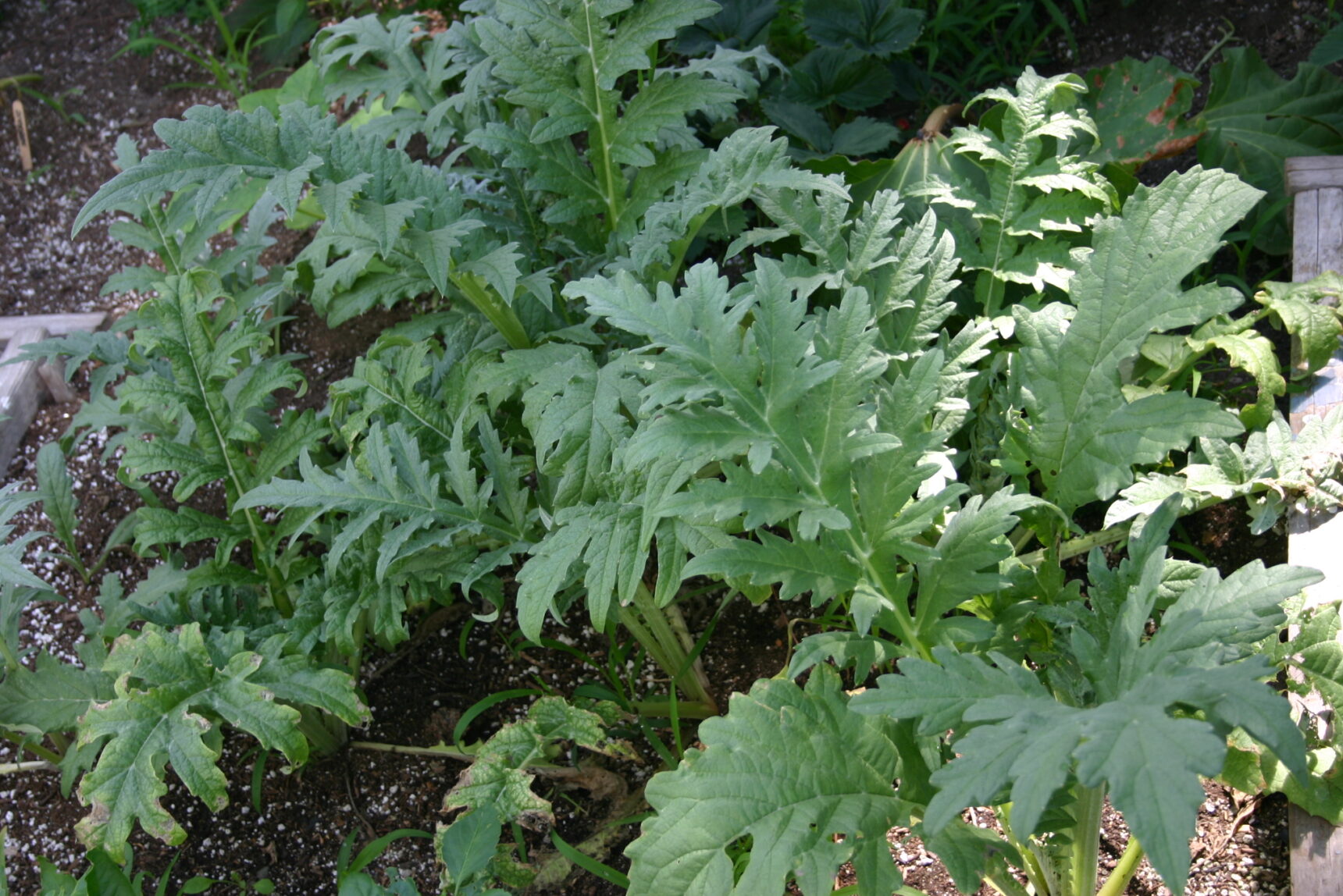 Growing Artichokes in New England - by Roger Marshall