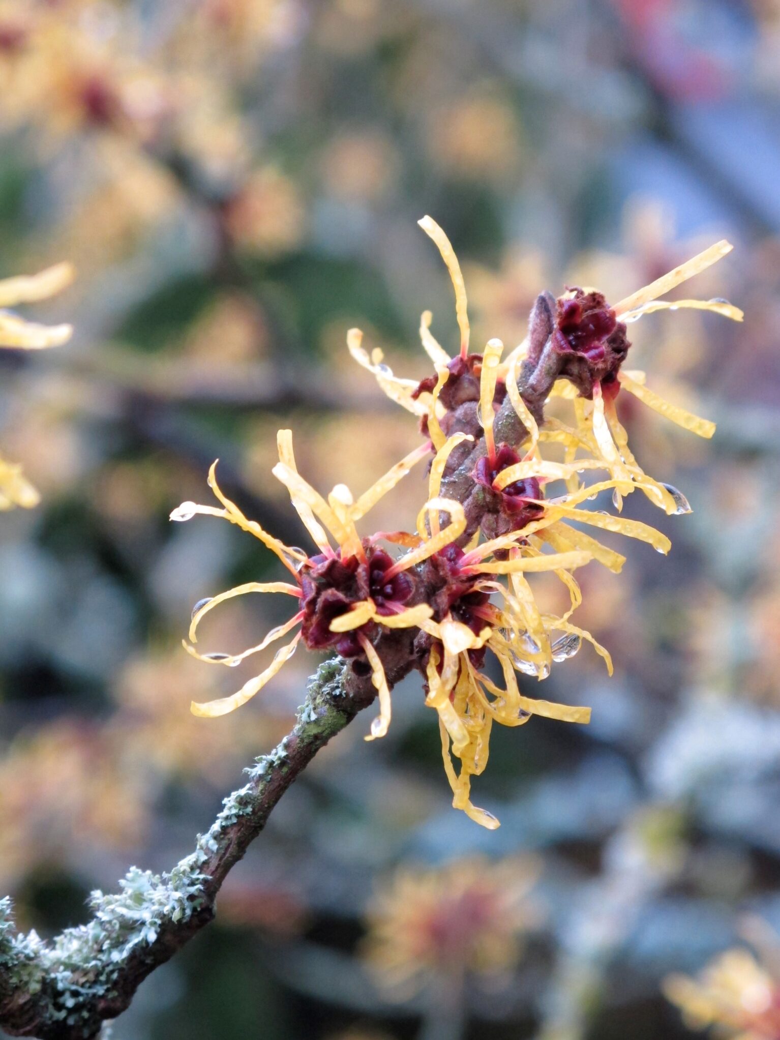 HYBRIDS - by Val Bourne